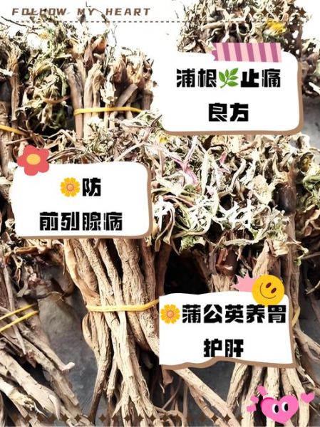蒲公英根一天喝多少_蒲公英根泡水用量-第2张图片-山城妙识 蒲公英根一天喝多少_蒲公英根泡水用量-第2张图片-山城妙识