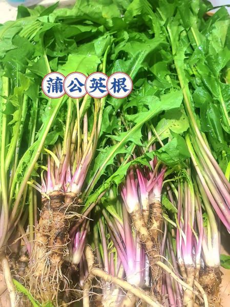 蒲公英根一天喝多少_蒲公英根泡水用量-第3张图片-山城妙识 蒲公英根一天喝多少_蒲公英根泡水用量-第3张图片-山城妙识