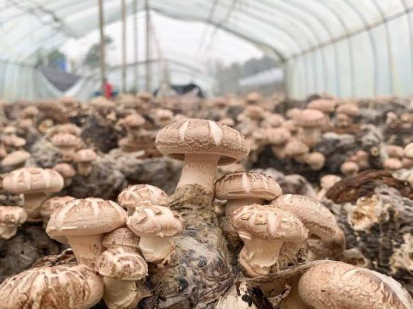 香菇种植赚钱吗_香菇种植成本与利润分析-第1张图片-山城妙识 香菇种植赚钱吗_香菇种植成本与利润分析-第1张图片-山城妙识