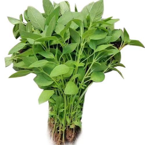 茎芥菜怎么种_茎芥菜图片长什么样-第2张图片-山城妙识 茎芥菜怎么种_茎芥菜图片长什么样-第2张图片-山城妙识