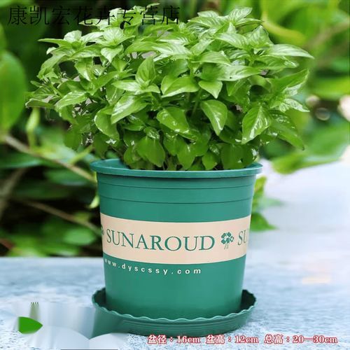 茎芥菜怎么种_茎芥菜图片长什么样-第1张图片-山城妙识 茎芥菜怎么种_茎芥菜图片长什么样-第1张图片-山城妙识