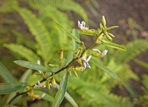 山芝麻的功效与作用_山芝麻怎么吃效果最好-第2张图片-山城妙识 山芝麻的功效与作用_山芝麻怎么吃效果最好-第2张图片-山城妙识