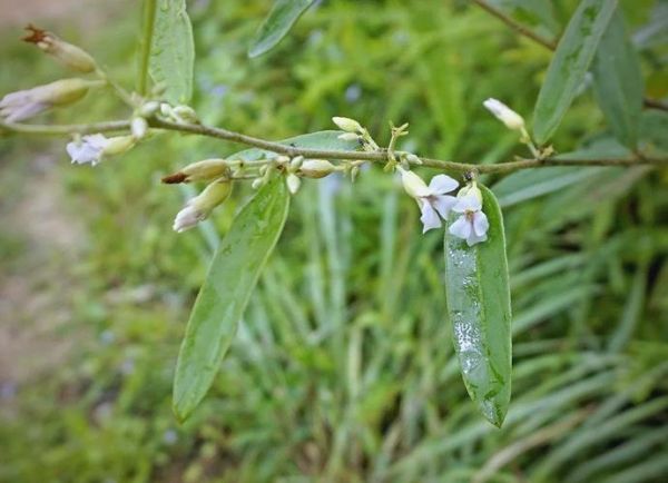 山芝麻的功效与作用_山芝麻怎么吃效果最好-第3张图片-山城妙识 山芝麻的功效与作用_山芝麻怎么吃效果最好-第3张图片-山城妙识
