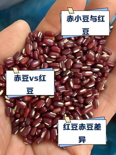 红小豆和赤小豆的区别_哪个祛湿更好-第2张图片-山城妙识 红小豆和赤小豆的区别_哪个祛湿更好-第2张图片-山城妙识