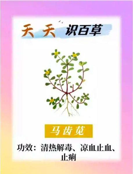 马苋菜的功效与作用_马苋菜的副作用有哪些-第2张图片-山城妙识 马苋菜的功效与作用_马苋菜的副作用有哪些-第2张图片-山城妙识