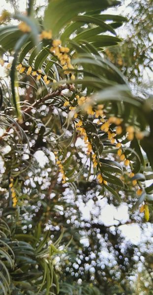 红豆杉的功效与作用禁忌_哪些人不能吃-第3张图片-山城妙识 红豆杉的功效与作用禁忌_哪些人不能吃-第3张图片-山城妙识