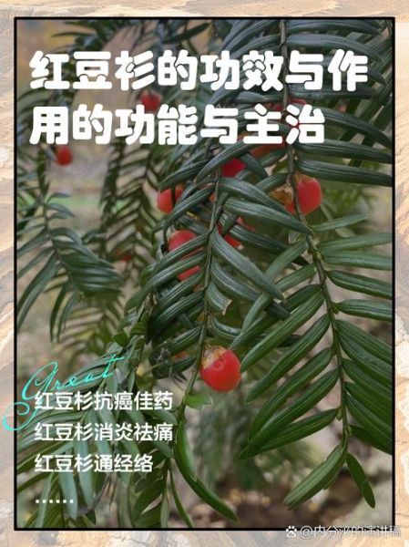 红豆杉的功效与作用禁忌_哪些人不能吃-第2张图片-山城妙识 红豆杉的功效与作用禁忌_哪些人不能吃-第2张图片-山城妙识