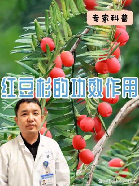 红豆杉的功效与作用禁忌_哪些人不能吃-第1张图片-山城妙识 红豆杉的功效与作用禁忌_哪些人不能吃-第1张图片-山城妙识