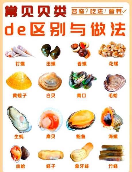 花蛤和花甲一样吗_区别与选购指南-第2张图片-山城妙识 花蛤和花甲一样吗_区别与选购指南-第2张图片-山城妙识