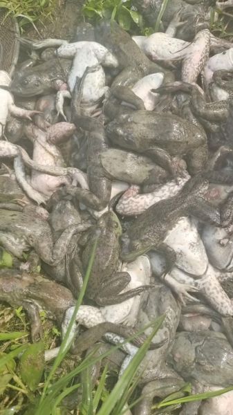 一亩牛蛙养殖利润20万_牛蛙养殖成本与利润-第1张图片-山城妙识 一亩牛蛙养殖利润20万_牛蛙养殖成本与利润-第1张图片-山城妙识