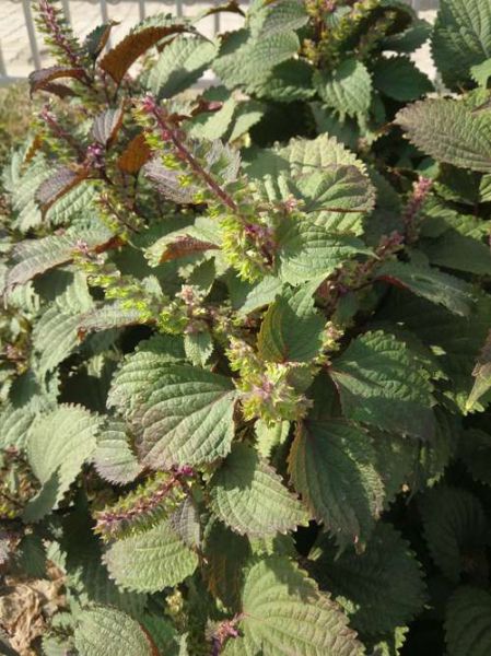 紫苏长什么样子_紫苏图片怎么辨认-第3张图片-山城妙识 紫苏长什么样子_紫苏图片怎么辨认-第3张图片-山城妙识