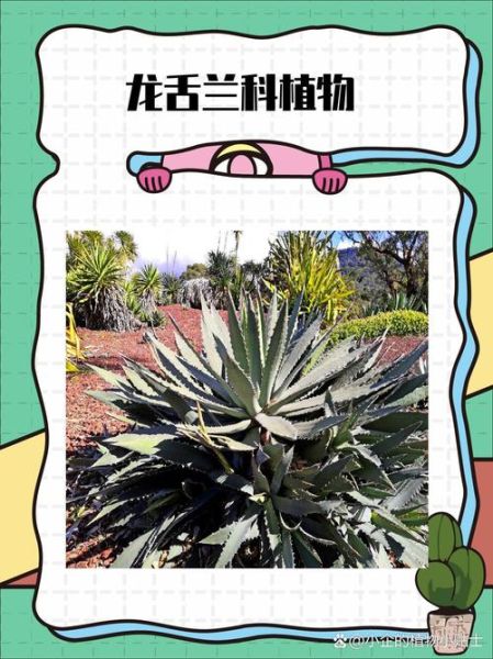 龙舌兰科属有哪些品种_龙舌兰科属怎么养护-第2张图片-山城妙识 龙舌兰科属有哪些品种_龙舌兰科属怎么养护-第2张图片-山城妙识