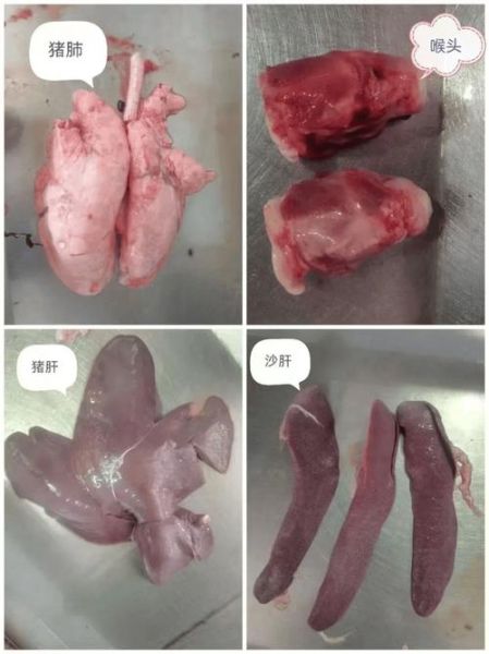 好猪肺与坏猪肺的区别_如何辨别新鲜猪肺-第3张图片-山城妙识 好猪肺与坏猪肺的区别_如何辨别新鲜猪肺-第3张图片-山城妙识