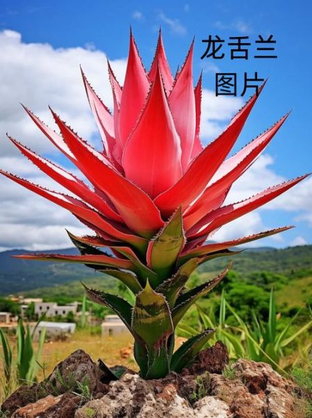 龙舌兰科属有哪些品种_龙舌兰科属怎么养护-第1张图片-山城妙识 龙舌兰科属有哪些品种_龙舌兰科属怎么养护-第1张图片-山城妙识