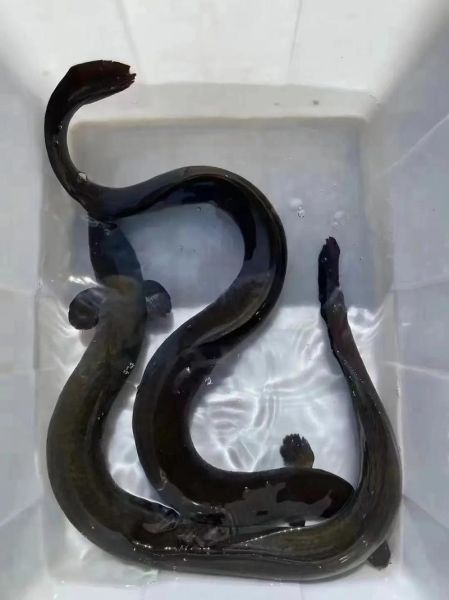 野生鳗鱼700一斤价格_野生鳗鱼为什么这么贵-第3张图片-山城妙识 野生鳗鱼700一斤价格_野生鳗鱼为什么这么贵-第3张图片-山城妙识