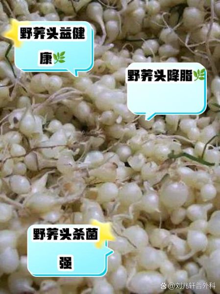 荞头是什么菜_荞头的功效与作用-第2张图片-山城妙识 荞头是什么菜_荞头的功效与作用-第2张图片-山城妙识