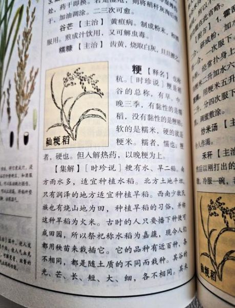 粳米怎么做好吃_粳米适合做什么饭-第1张图片-山城妙识 粳米怎么做好吃_粳米适合做什么饭-第1张图片-山城妙识