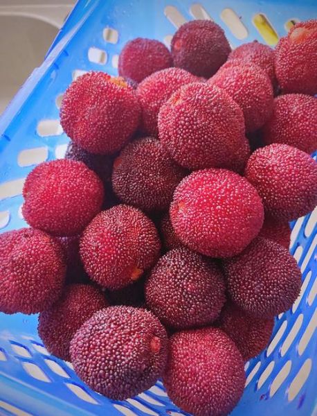 冰镇杨梅怎么做_冰镇杨梅保存多久-第3张图片-山城妙识 冰镇杨梅怎么做_冰镇杨梅保存多久-第3张图片-山城妙识