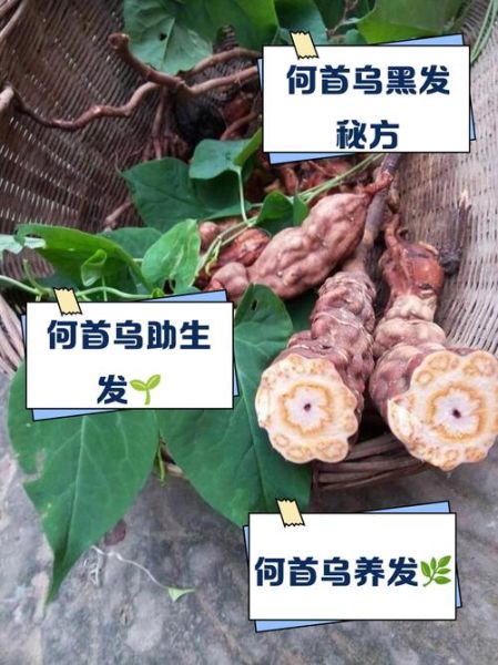 何首乌泡水喝的功效_何首乌泡水喝的正确方法-第1张图片-山城妙识 何首乌泡水喝的功效_何首乌泡水喝的正确方法-第1张图片-山城妙识