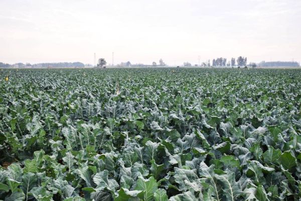 西兰花种植技术_西兰花怎么种才高产-第3张图片-山城妙识 西兰花种植技术_西兰花怎么种才高产-第3张图片-山城妙识