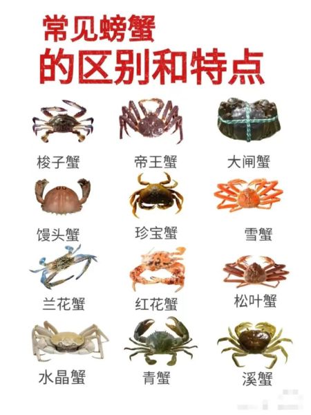 螃蟹的种类图片大全_如何区分常见蟹类-第2张图片-山城妙识 螃蟹的种类图片大全_如何区分常见蟹类-第2张图片-山城妙识