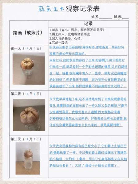 蒜苗1到6天怎么长_蒜苗发芽几天能出土-第2张图片-山城妙识 蒜苗1到6天怎么长_蒜苗发芽几天能出土-第2张图片-山城妙识