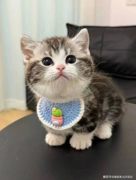 起司猫是什么品种_起司猫多少钱一只-第1张图片-山城妙识 起司猫是什么品种_起司猫多少钱一只-第1张图片-山城妙识