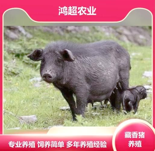 藏香猪养殖技术_藏香猪多少钱一斤-第1张图片-山城妙识 藏香猪养殖技术_藏香猪多少钱一斤-第1张图片-山城妙识