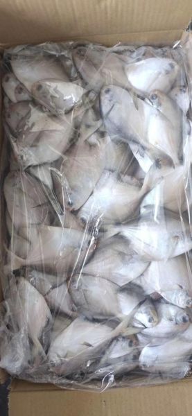 白鲳鱼价格多少钱一斤_白鲳鱼最新行情-第1张图片-山城妙识 白鲳鱼价格多少钱一斤_白鲳鱼最新行情-第1张图片-山城妙识