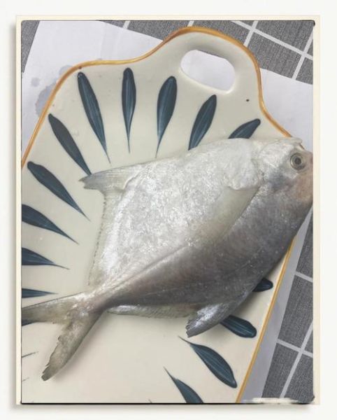 白鲳鱼价格多少钱一斤_白鲳鱼最新行情-第2张图片-山城妙识 白鲳鱼价格多少钱一斤_白鲳鱼最新行情-第2张图片-山城妙识