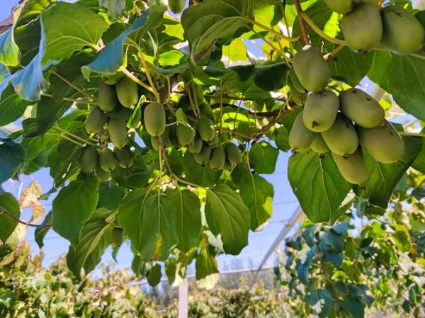 猕猴桃什么时候种_猕猴桃种植最佳月份-第2张图片-山城妙识