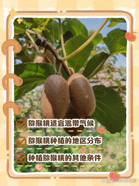猕猴桃什么时候种_猕猴桃种植最佳月份-第3张图片-山城妙识