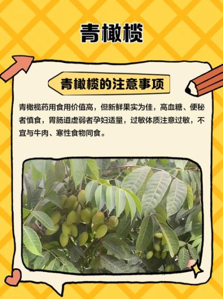 青橄榄的禁忌人群_青橄榄吃多了有什么副作用-第3张图片-山城妙识