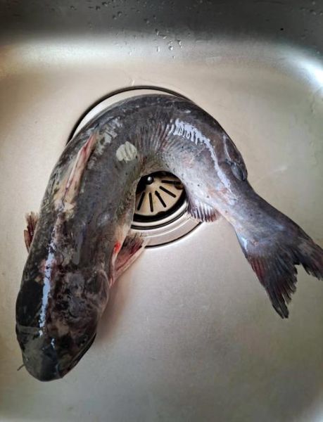 鮰鱼好吃吗_鮰鱼口感怎么样-第1张图片-山城妙识