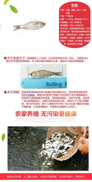 鳙鱼苗多少钱一斤_鳙鱼苗价格受哪些因素影响-第1张图片-山城妙识 鳙鱼苗多少钱一斤_鳙鱼苗价格受哪些因素影响-第1张图片-山城妙识