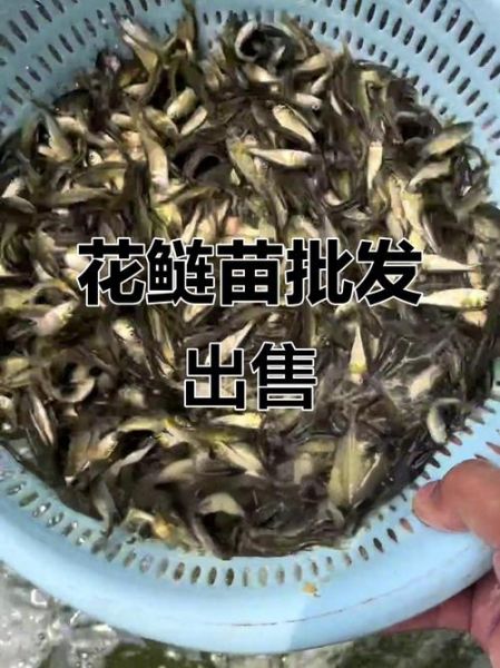 鳙鱼苗多少钱一斤_鳙鱼苗价格受哪些因素影响-第3张图片-山城妙识 鳙鱼苗多少钱一斤_鳙鱼苗价格受哪些因素影响-第3张图片-山城妙识