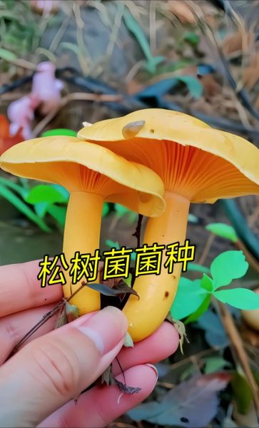 松树菌怎么判断有毒_松树菌中毒症状-第1张图片-山城妙识 松树菌怎么判断有毒_松树菌中毒症状-第1张图片-山城妙识