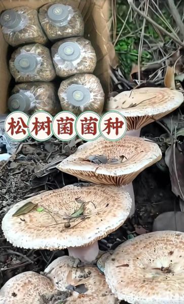 松树菌怎么判断有毒_松树菌中毒症状-第3张图片-山城妙识 松树菌怎么判断有毒_松树菌中毒症状-第3张图片-山城妙识