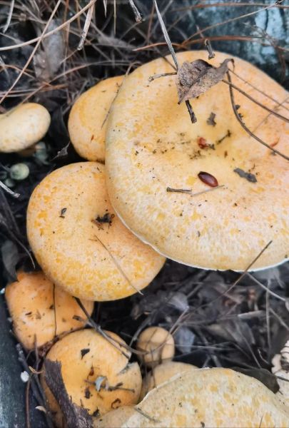 松树菌怎么判断有毒_松树菌中毒症状-第2张图片-山城妙识 松树菌怎么判断有毒_松树菌中毒症状-第2张图片-山城妙识