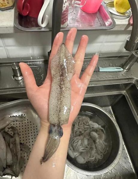 海兔怎么清洗_海兔怎么处理干净-第1张图片-山城妙识 海兔怎么清洗_海兔怎么处理干净-第1张图片-山城妙识