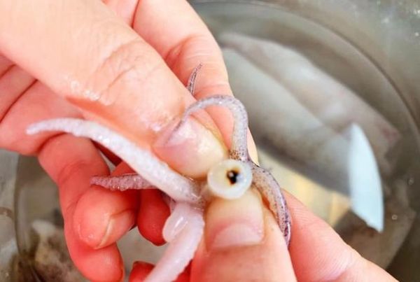 海兔怎么清洗_海兔怎么处理干净-第2张图片-山城妙识 海兔怎么清洗_海兔怎么处理干净-第2张图片-山城妙识