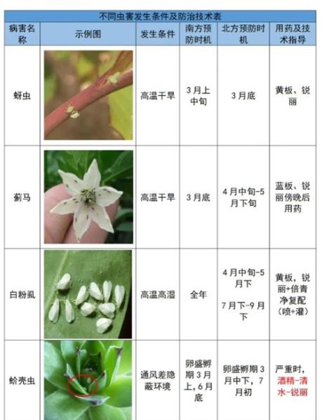 花菜病害图谱大全_花菜病害怎么防治-第3张图片-山城妙识