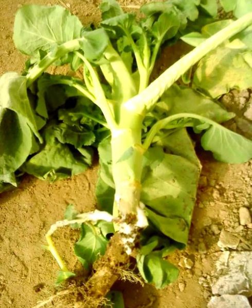 花菜病害图谱大全_花菜病害怎么防治-第1张图片-山城妙识