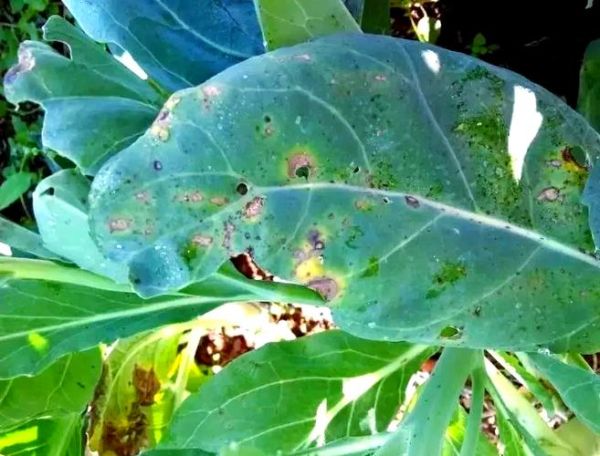 花菜病害图谱大全_花菜病害怎么防治-第2张图片-山城妙识