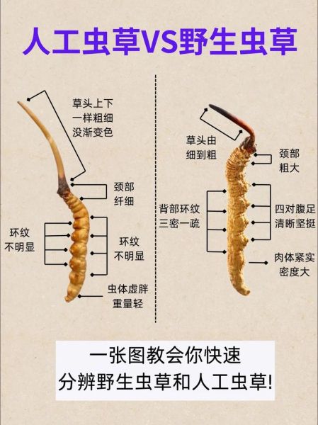 冬虫夏草长什么样子_如何辨别真假-第2张图片-山城妙识 冬虫夏草长什么样子_如何辨别真假-第2张图片-山城妙识