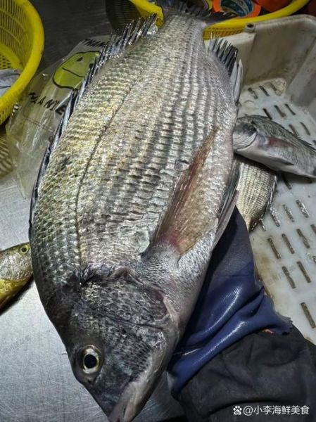 海鲫鱼图片大全大图_如何分辨海鲫鱼与淡水鲫鱼-第2张图片-山城妙识 海鲫鱼图片大全大图_如何分辨海鲫鱼与淡水鲫鱼-第2张图片-山城妙识