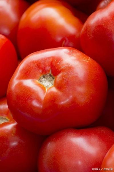 西红柿图片大全大图真实_西红柿高清大图怎么拍-第3张图片-山城妙识 西红柿图片大全大图真实_西红柿高清大图怎么拍-第3张图片-山城妙识