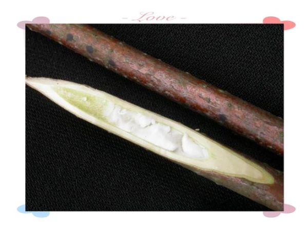 小通草图片长什么样_小通草真假怎么辨别-第1张图片-山城妙识 小通草图片长什么样_小通草真假怎么辨别-第1张图片-山城妙识