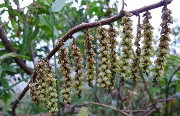 小通草图片长什么样_小通草真假怎么辨别-第3张图片-山城妙识 小通草图片长什么样_小通草真假怎么辨别-第3张图片-山城妙识