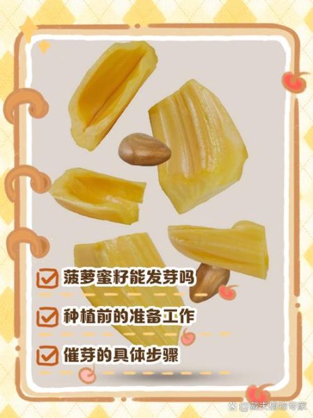 菠萝蜜核怎么种_菠萝蜜核能种出树苗吗-第1张图片-山城妙识 菠萝蜜核怎么种_菠萝蜜核能种出树苗吗-第1张图片-山城妙识